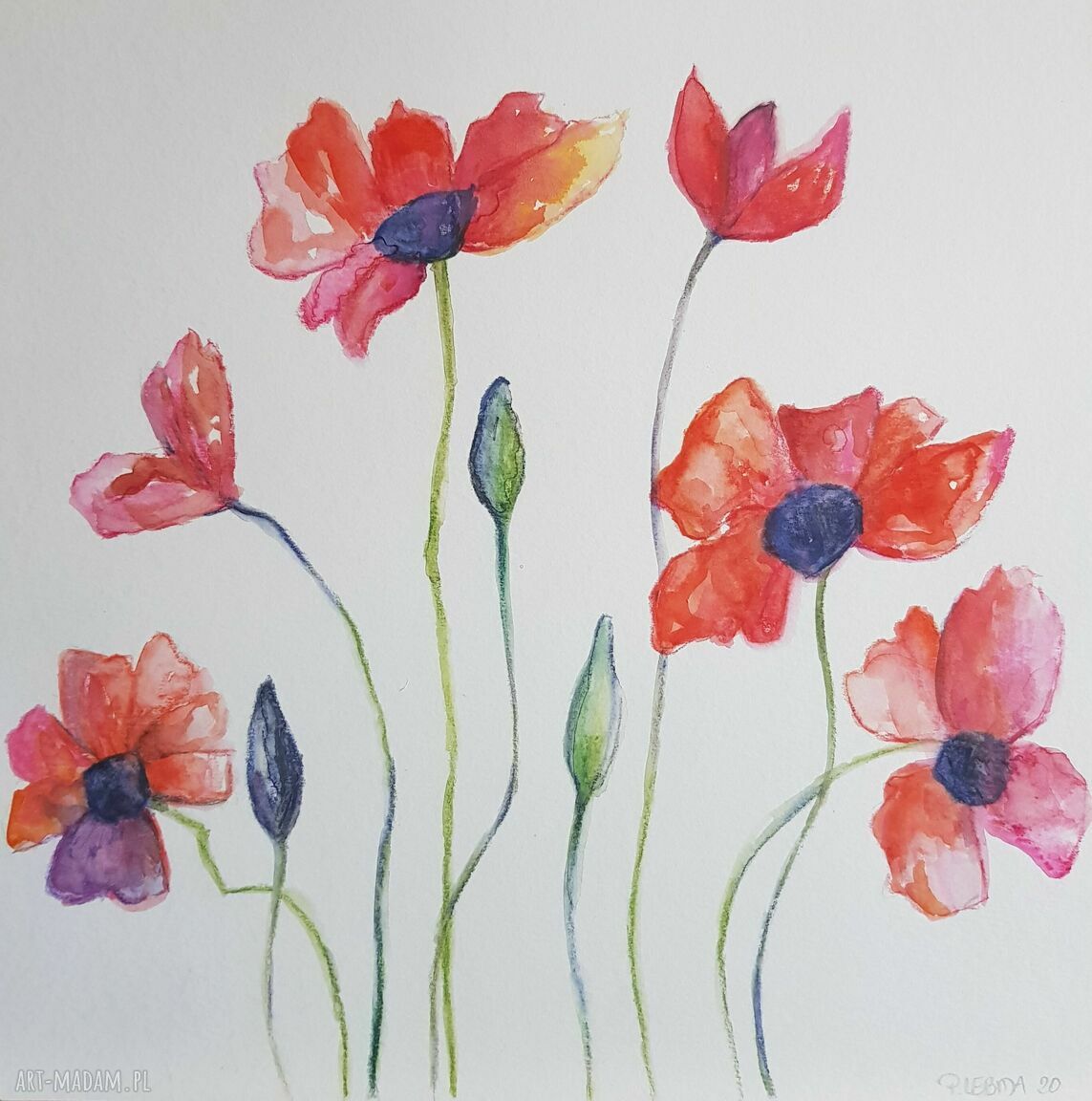 obrazy maki akwarela formatu 25/25 cm ღ art-Madam.pl