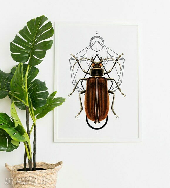 plakat obraz robal 50x70 cm B2 - grafika ღ art-Madam.pl